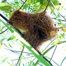 Baya Weavers do build odd-shaped nests - Bird Ecology Study Group