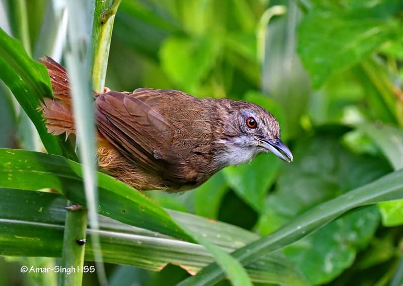 Abbott's Babbler – second commonest babbler in the region - Bird ...
