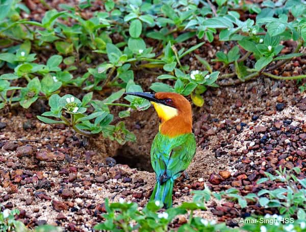 Chestnut-headed Bee-eater - nesting - Bird Ecology Study Group