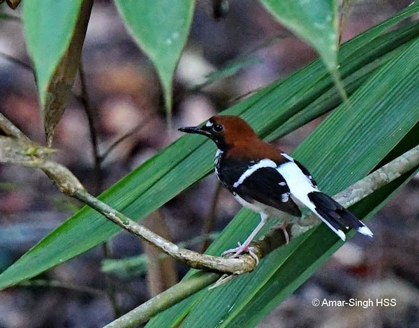 Chestnut-naped Forktail - female - Bird Ecology Study Group
