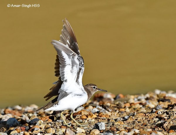 Common Sandpiper - Bird Ecology Study Group