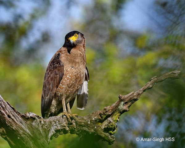 Close-up of a Crested Serpent-eagle - Bird Ecology Study Group