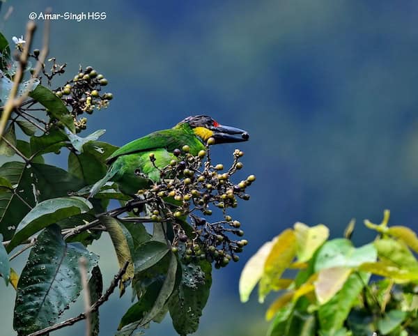 The Malayan Teak – an important bird tree - Bird Ecology Study Group