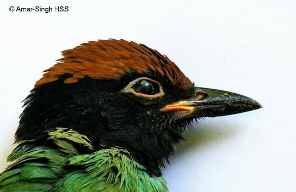 A dead Hooded Pitta - Bird Ecology Study Group