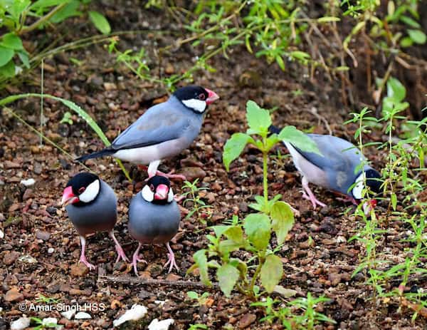 Java Sparrow – family unit - Bird Ecology Study Group