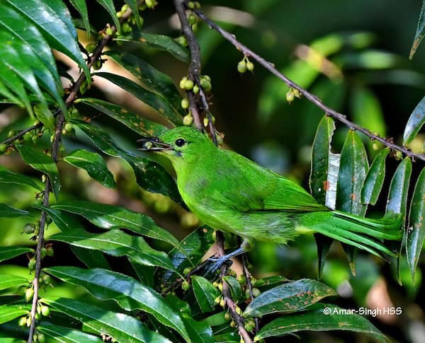 Lesser Green Leafbird – adult female - Bird Ecology Study Group