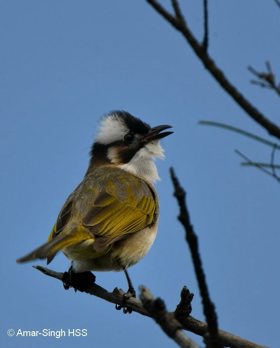 Light-vented Bulbul (Chinese Bulbul) - Bird Ecology Study Group