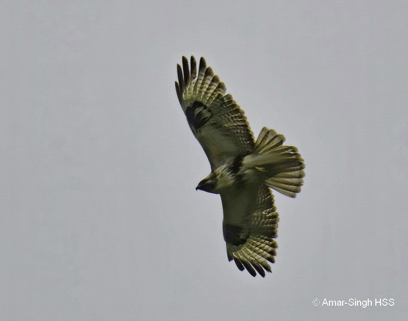 Eastern/Japanese Buzzard of East Hokkaido - Bird Ecology Study Group