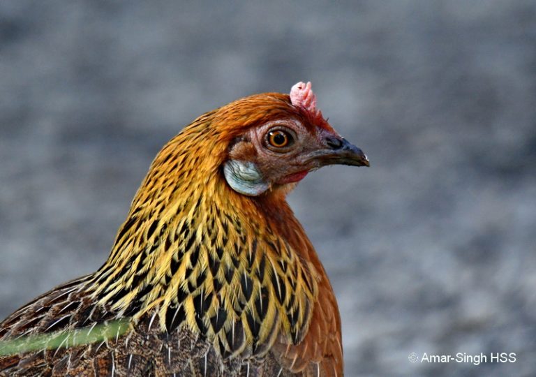 Red Junglefowl: An odd female and the male’s spur - Bird Ecology Study ...