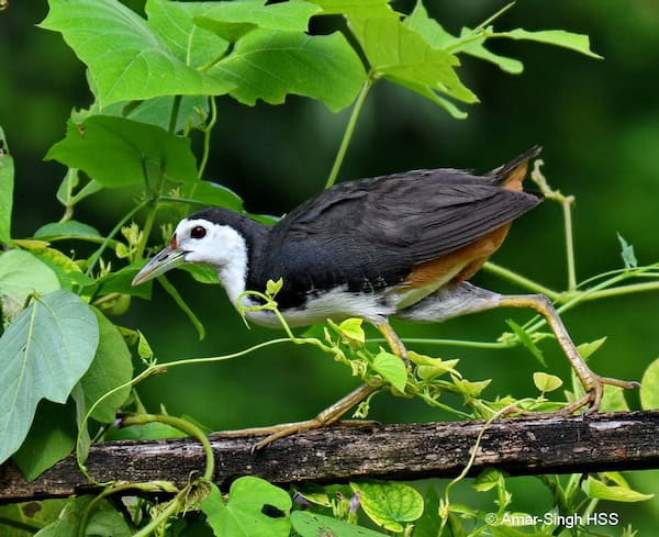 White-breasted Waterhen - behaviour series - Bird Ecology Study Group