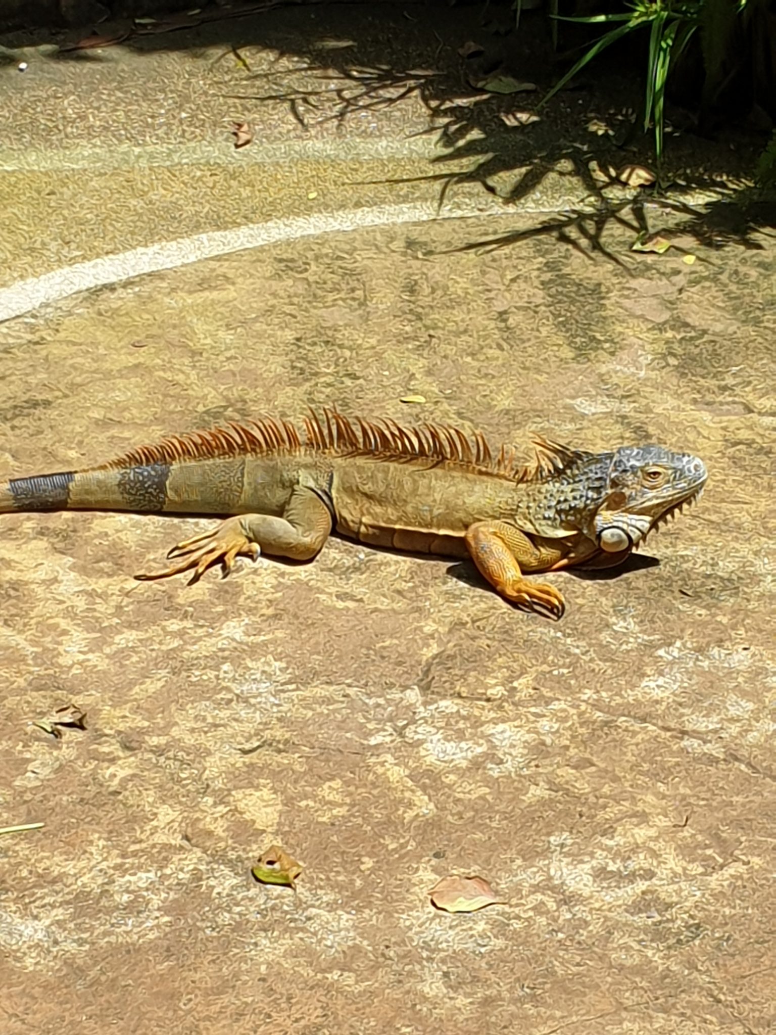 Green Iguana (Iguana iguana) - Bird Ecology Study Group