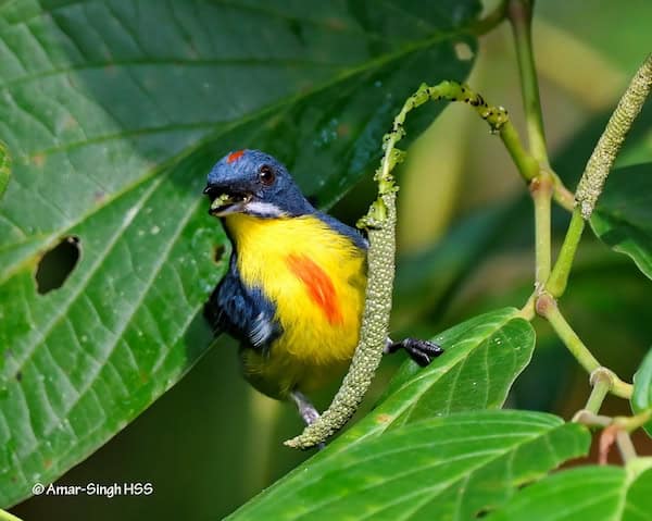 Crimson-breasted Flowerpecker – new food source - Bird Ecology Study Group