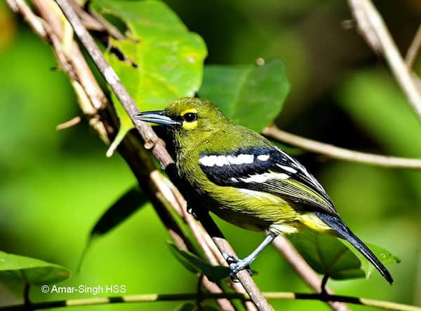 Green Iora - Bird Ecology Study Group