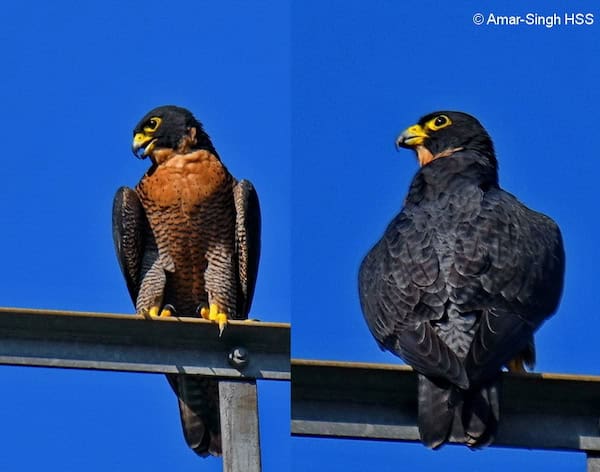 Peregrine Falcon - call - Bird Ecology Study Group