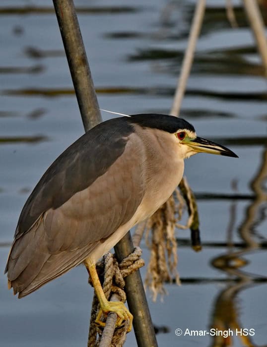 Black-crowned Night Heron – age changes and breeding plumage - Bird ...
