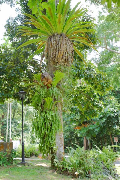 Singapore-Nature: 3. Ferns and orchids growing on wayside trees - Bird ...