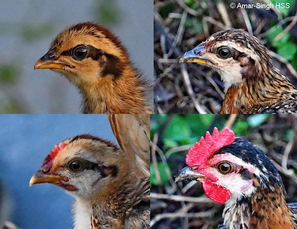 Red Junglefowl – development - Bird Ecology Study Group
