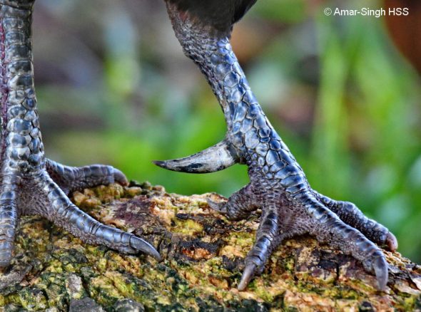 Red Junglefowl: An odd female and the male’s spur - Bird Ecology Study ...