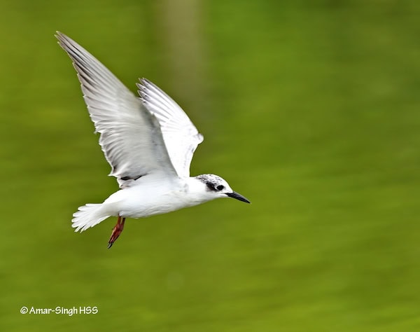 White-winged Terns in flight - Bird Ecology Study Group