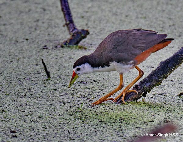 White-breasted Waterhen - behaviour series - Bird Ecology Study Group