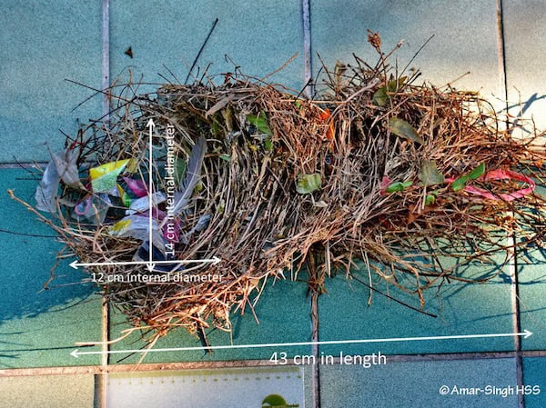 Common Myna - nest - Bird Ecology Study Group