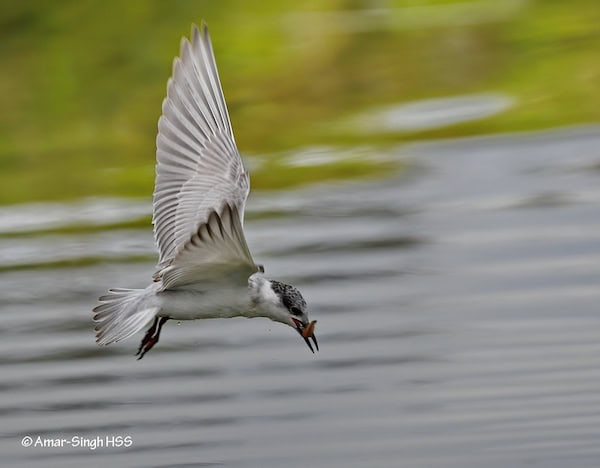 White-winged Terns in flight - Bird Ecology Study Group