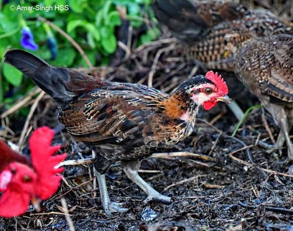 Red Junglefowl – development - Bird Ecology Study Group