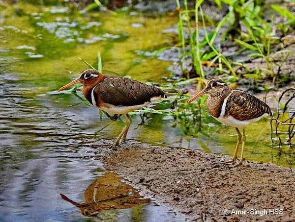 Greater Painted-snipe – feeding behaviour - Bird Ecology Study Group