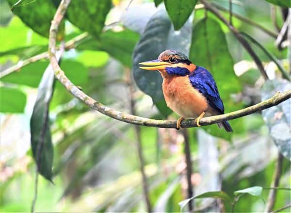 Bird galore at Sungei Congkak, Selangor - Bird Ecology Study Group