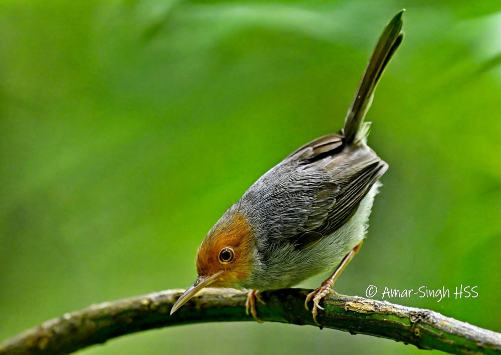 The Value of ‘Back-Mangrove’ to Bird Species - Bird Ecology Study Group