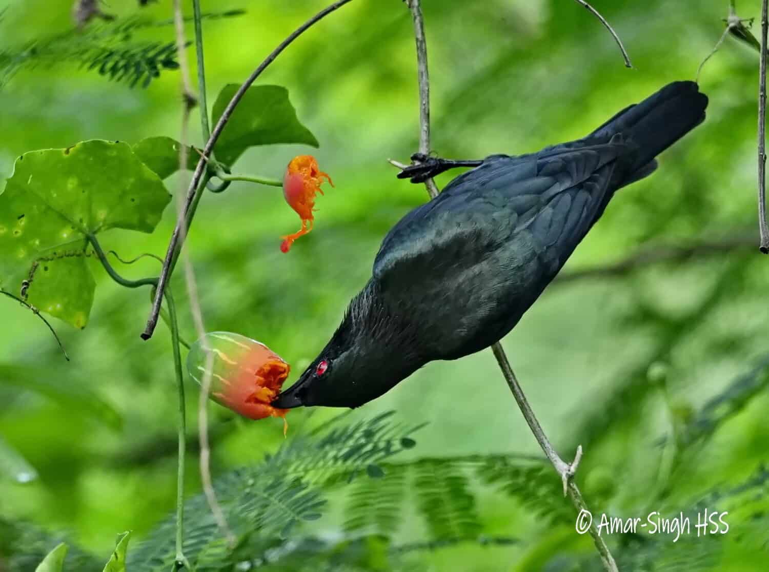 New Food Item for the Asian Glossy Starling - Bird Ecology Study Group