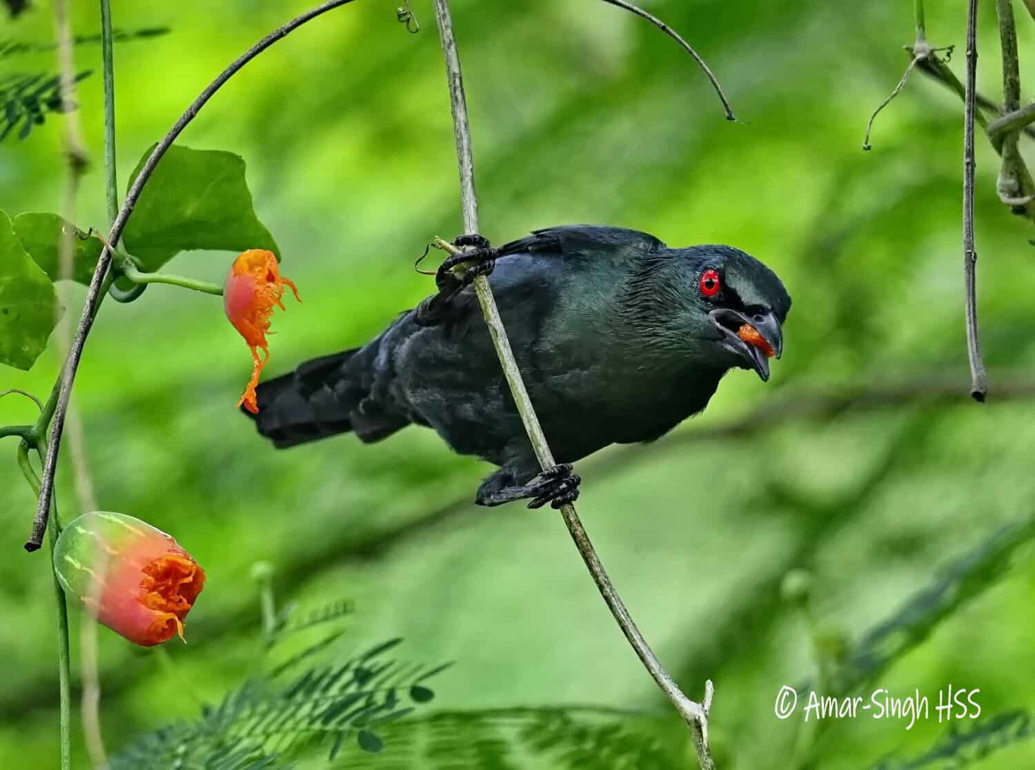 New Food Item for the Asian Glossy Starling - Bird Ecology Study Group