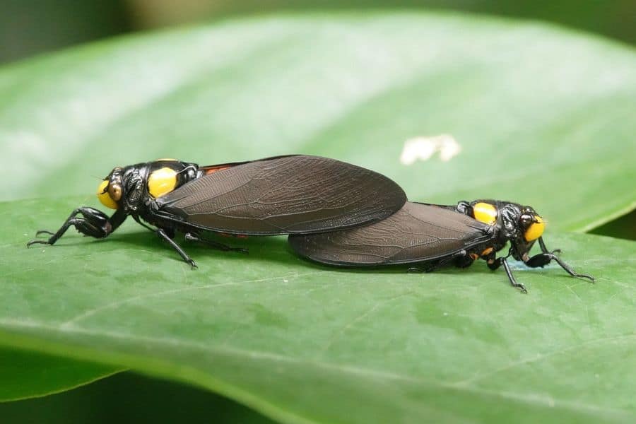 Black and Golden Cicada, Huechys fusca mating - Bird Ecology Study Group