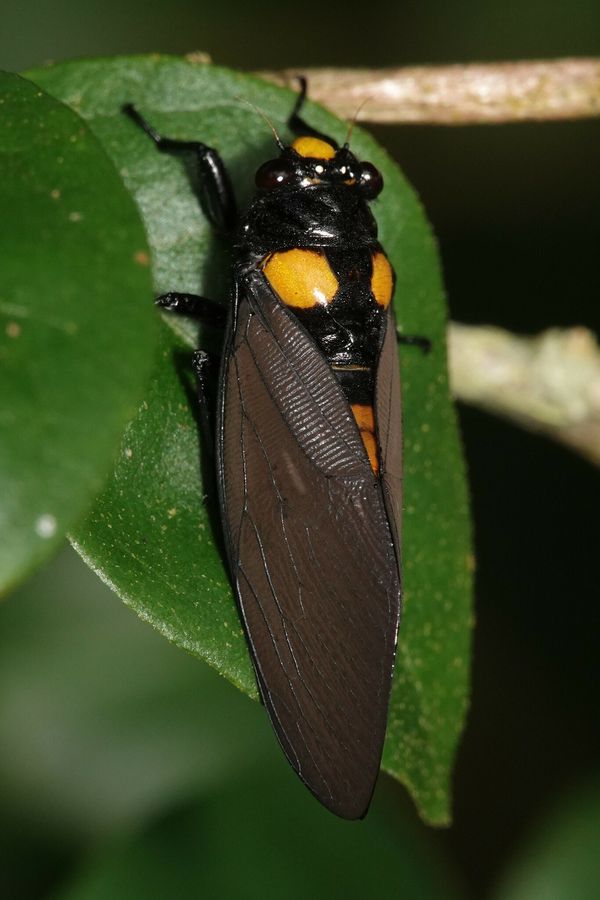 Black and Golden Cicada, Huechys fusca mating - Bird Ecology Study Group