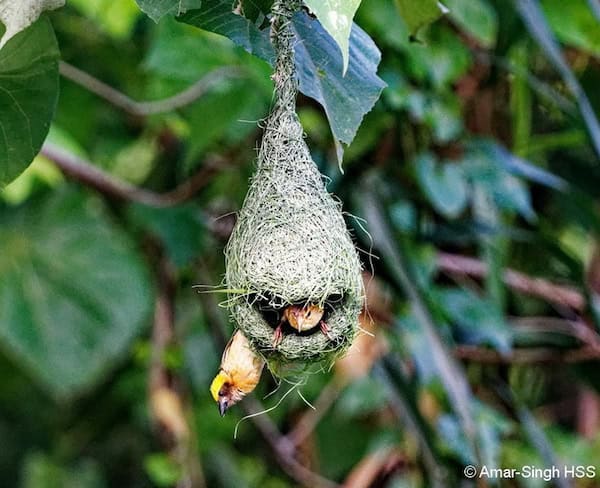 Baya Weaver female involvement in nest building - Bird Ecology Study Group