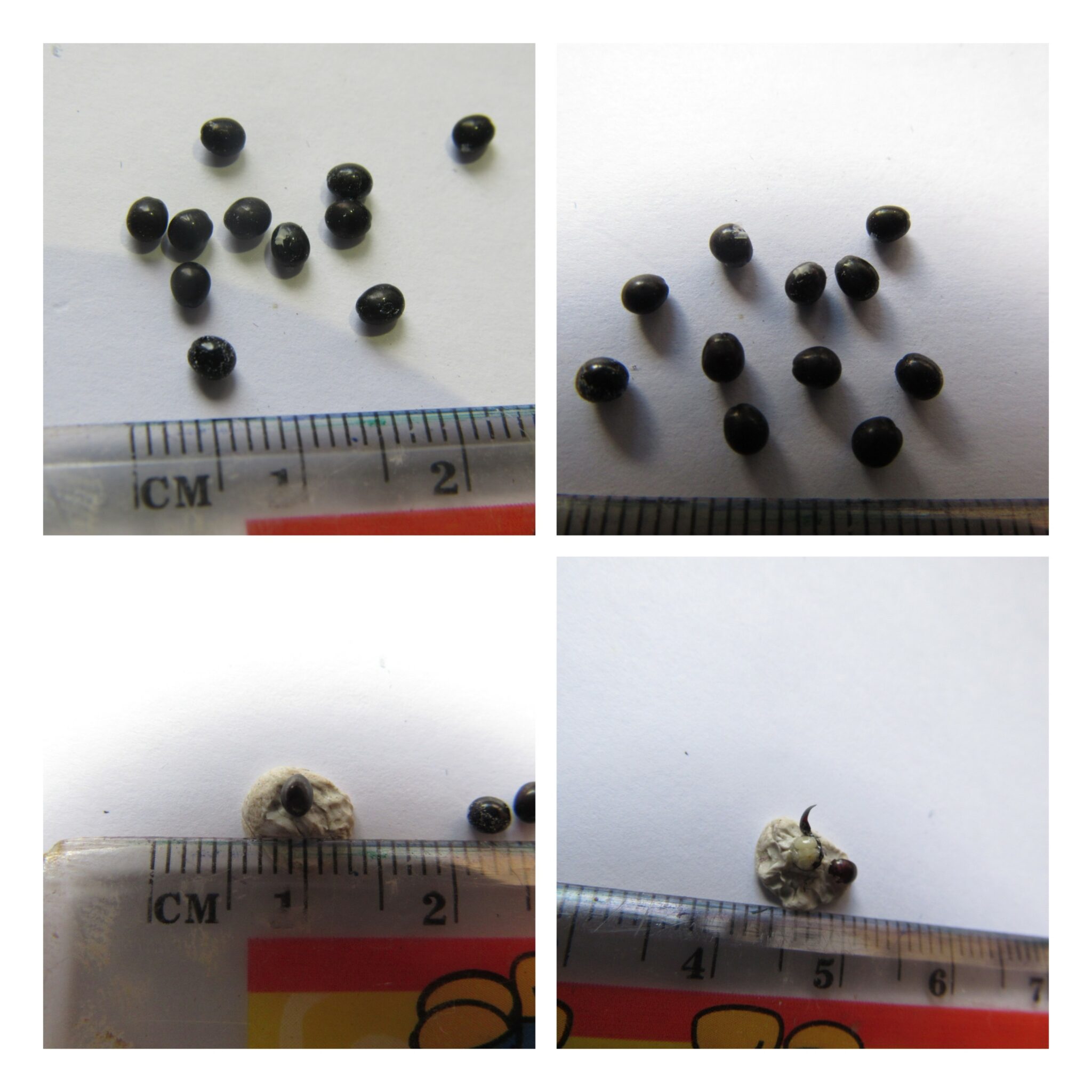 Pigeon Louse-fly, Pseudolyncha canariensis - Bird Ecology Study Group