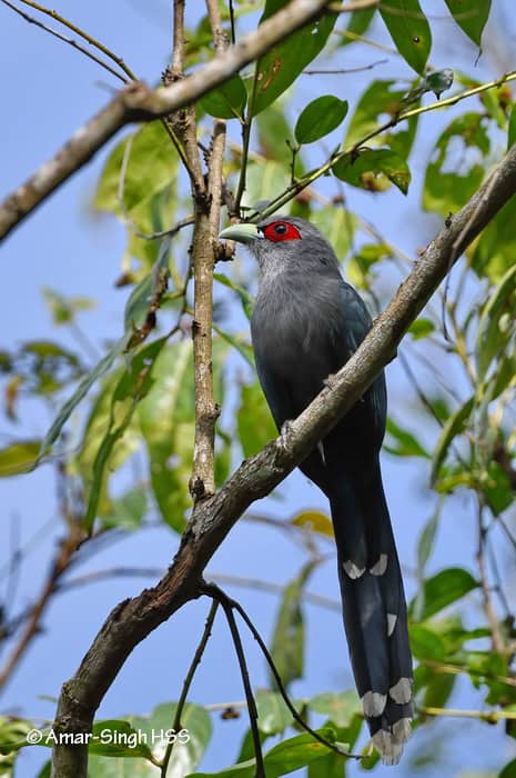 Chestnut-breasted Malkoha - male - Bird Ecology Study Group