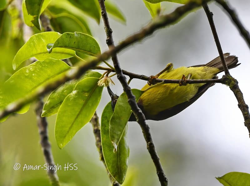 Birds feeding on Mimusops elengi (Tanjong Tree, Bunga Tanjung or ...