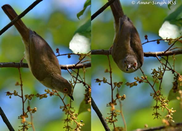 Spectacled Bulbul takes Blue Mahang fruits - Bird Ecology Study Group