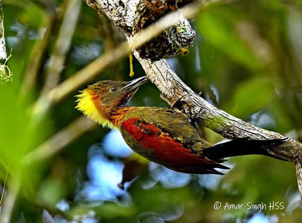 Checker-throated Woodpecker Chrysophlegma mentale Feeding Technique ...