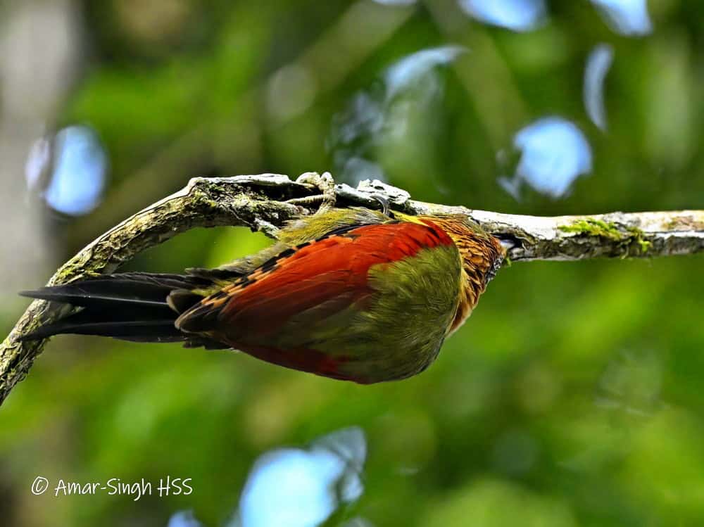 Checker-throated Woodpecker Chrysophlegma mentale Feeding Technique ...