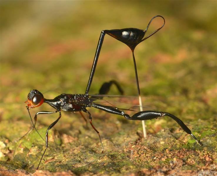 Parasitoid Wasps 1: search for host larva & ovipositing - Bird Ecology ...