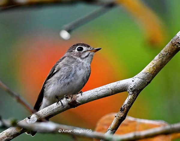 Small ‘Brown’ Flycatcher for identification - Bird Ecology Study Group
