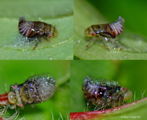 Froghoppers - The Spittlebug Nymph - Bird Ecology Study Group