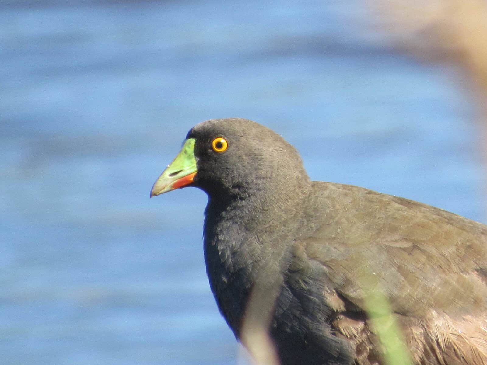 Black-tailed Native-hen of Victor Harbor - Bird Ecology Study Group