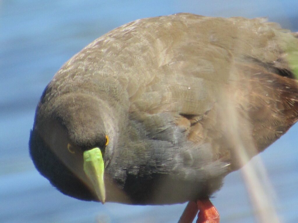Black-tailed Native-hen of Victor Harbor - Bird Ecology Study Group