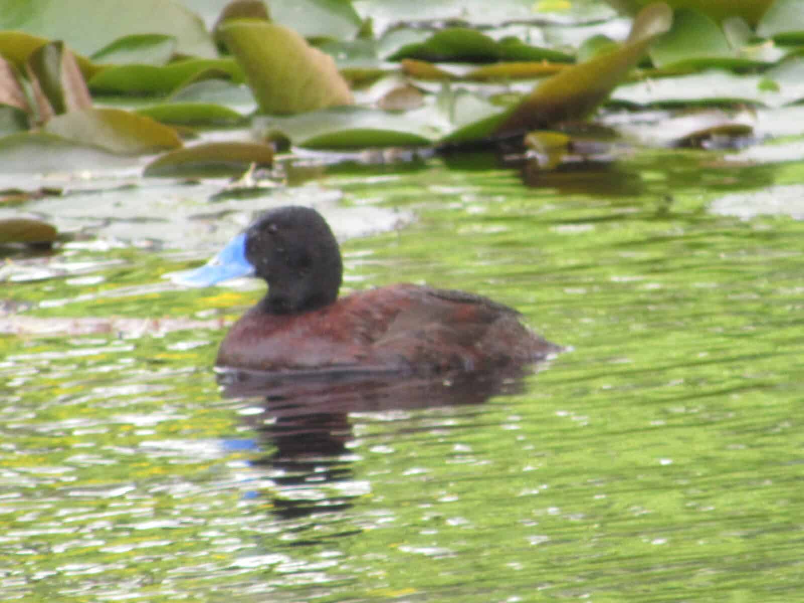 Blue-billed Duck - Bird Ecology Study Group