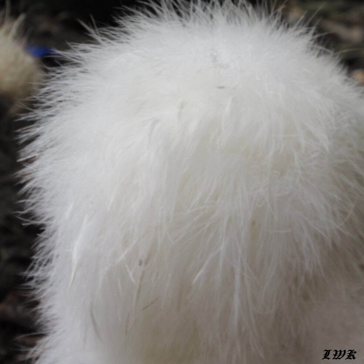 Silkie Chicken - Bird Ecology Study Group