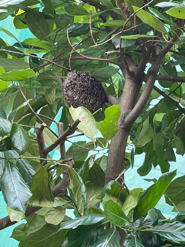 A clump of bees and the usefulness of the BESG website - Bird Ecology ...