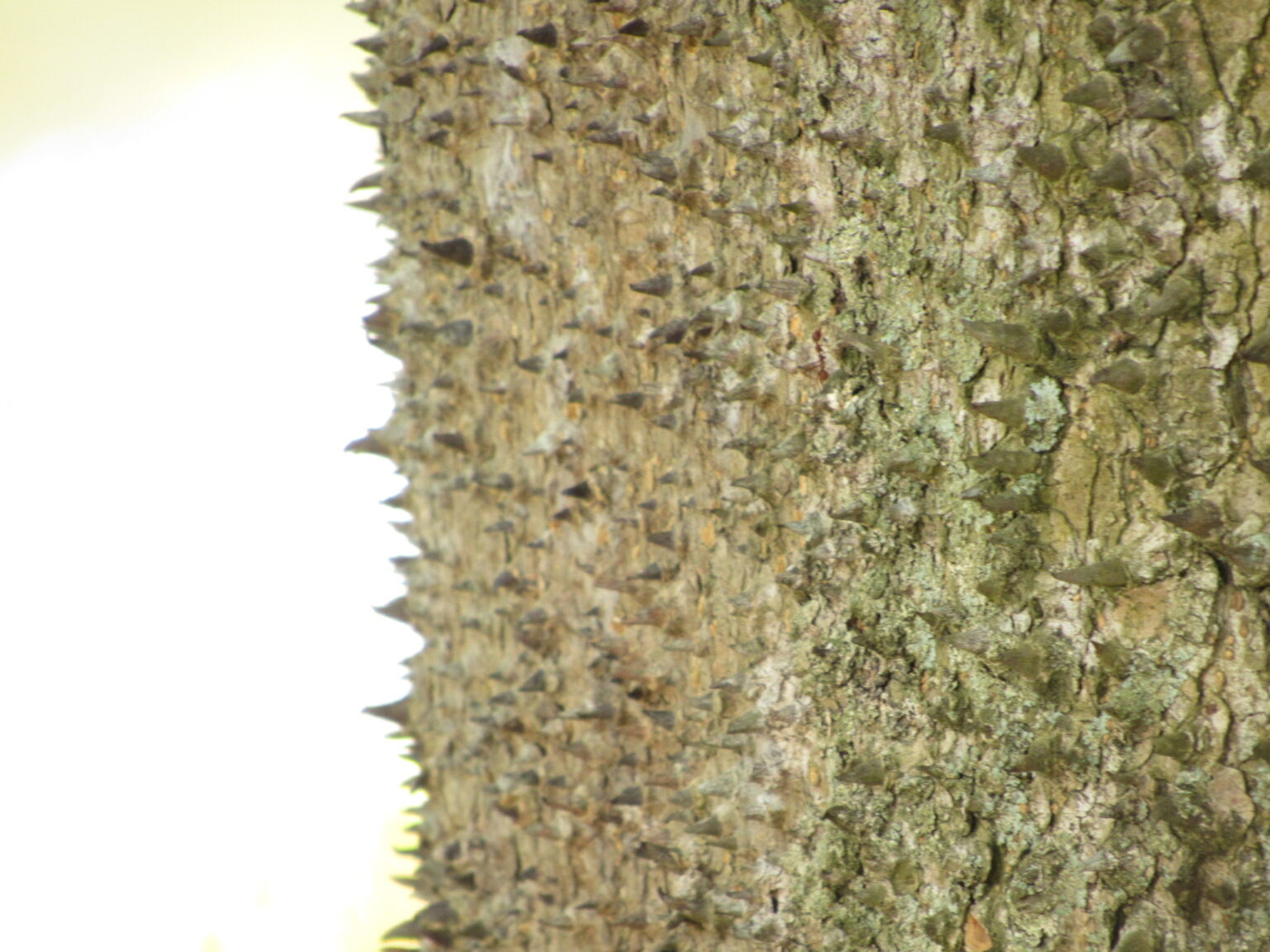 The strange flowers of Sandbox Tree - Bird Ecology Study Group